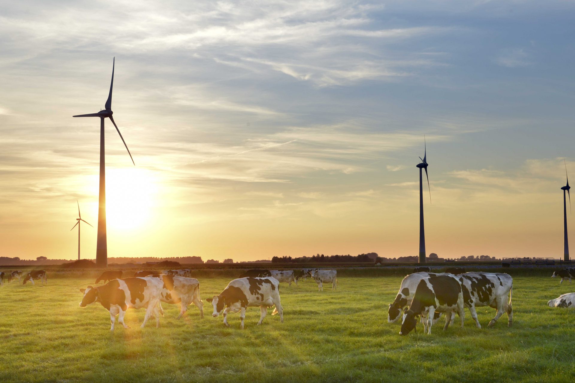 Better climate | FrieslandCampina EN