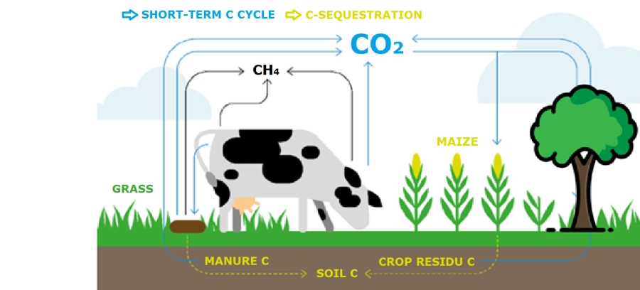 World’s first carbon capturing standard for cattle farming