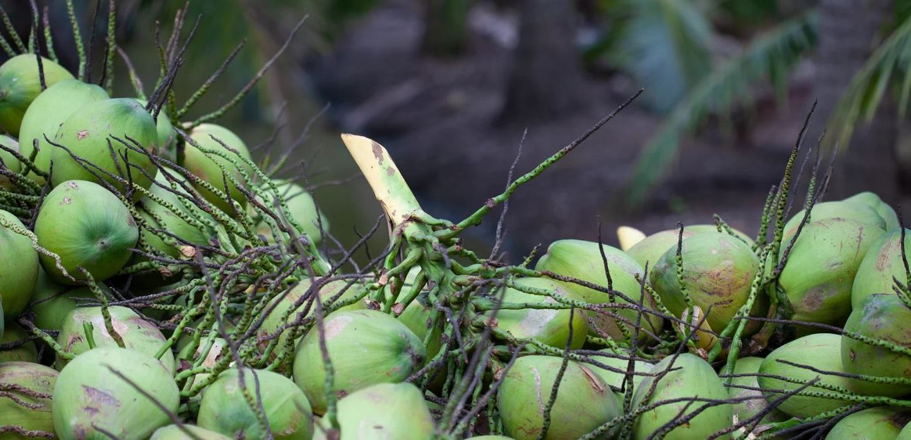 Launch of coconut industry’s first global Sustainability Charter