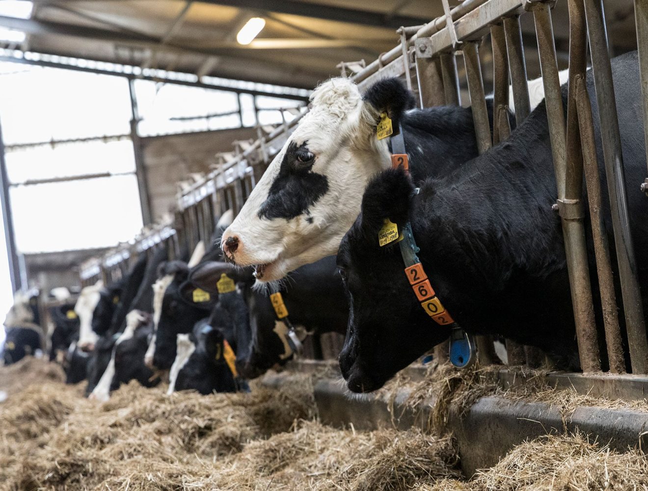 Large scale pilot proves methane-reducing feed additive Bovaer is ready ...