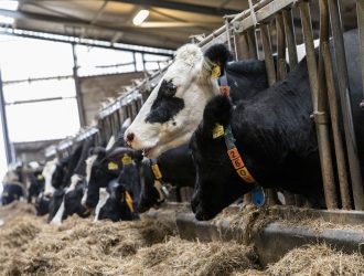 Large scale pilot proves methane-reducing feed additive Bovaer is ready ...