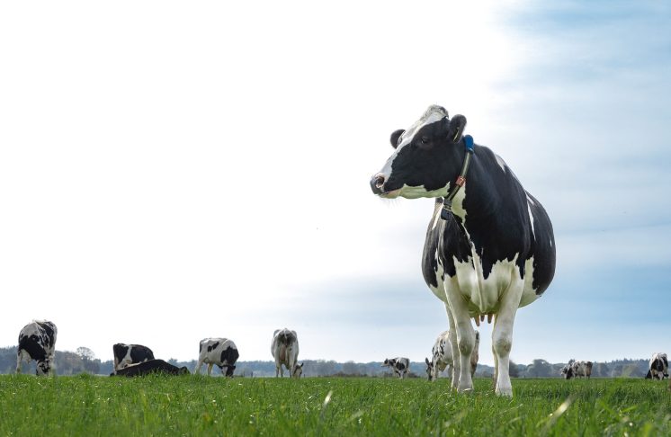 Minimising the climate impact of dairy production throughout the chain