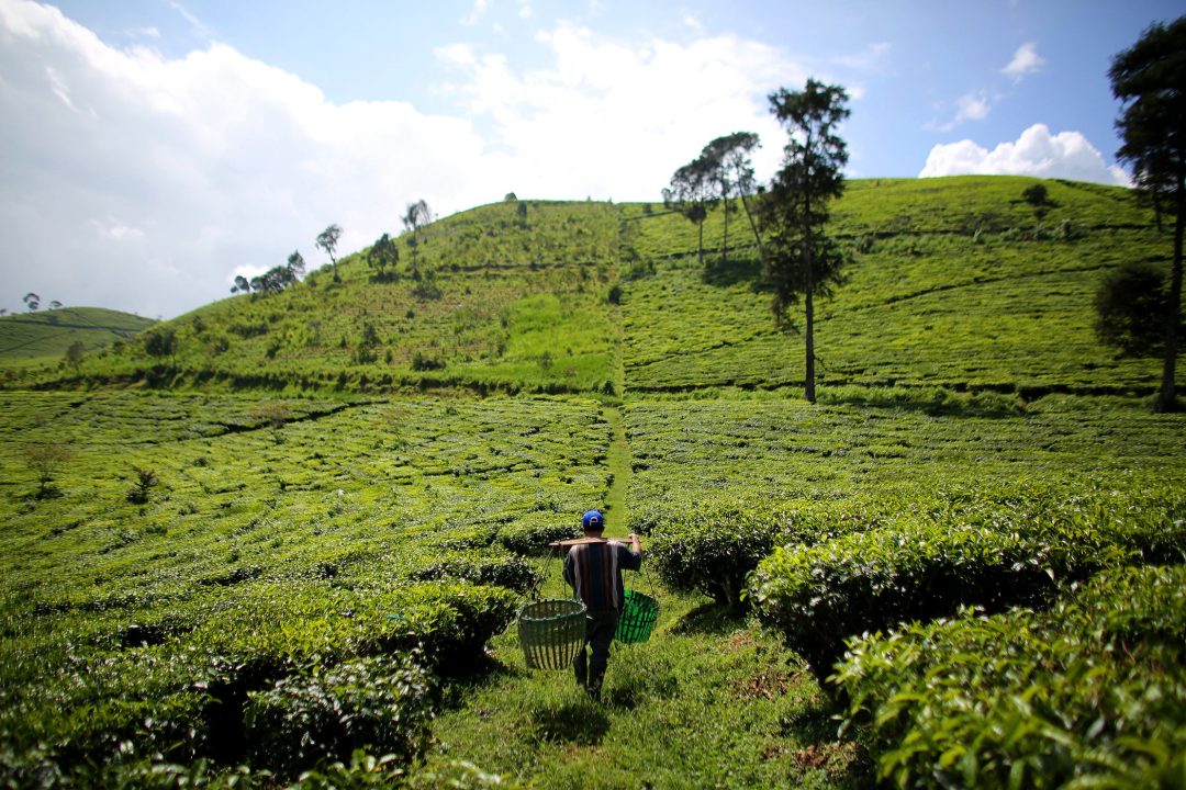 Empower female dairy farmers through the Dairy Development Programme