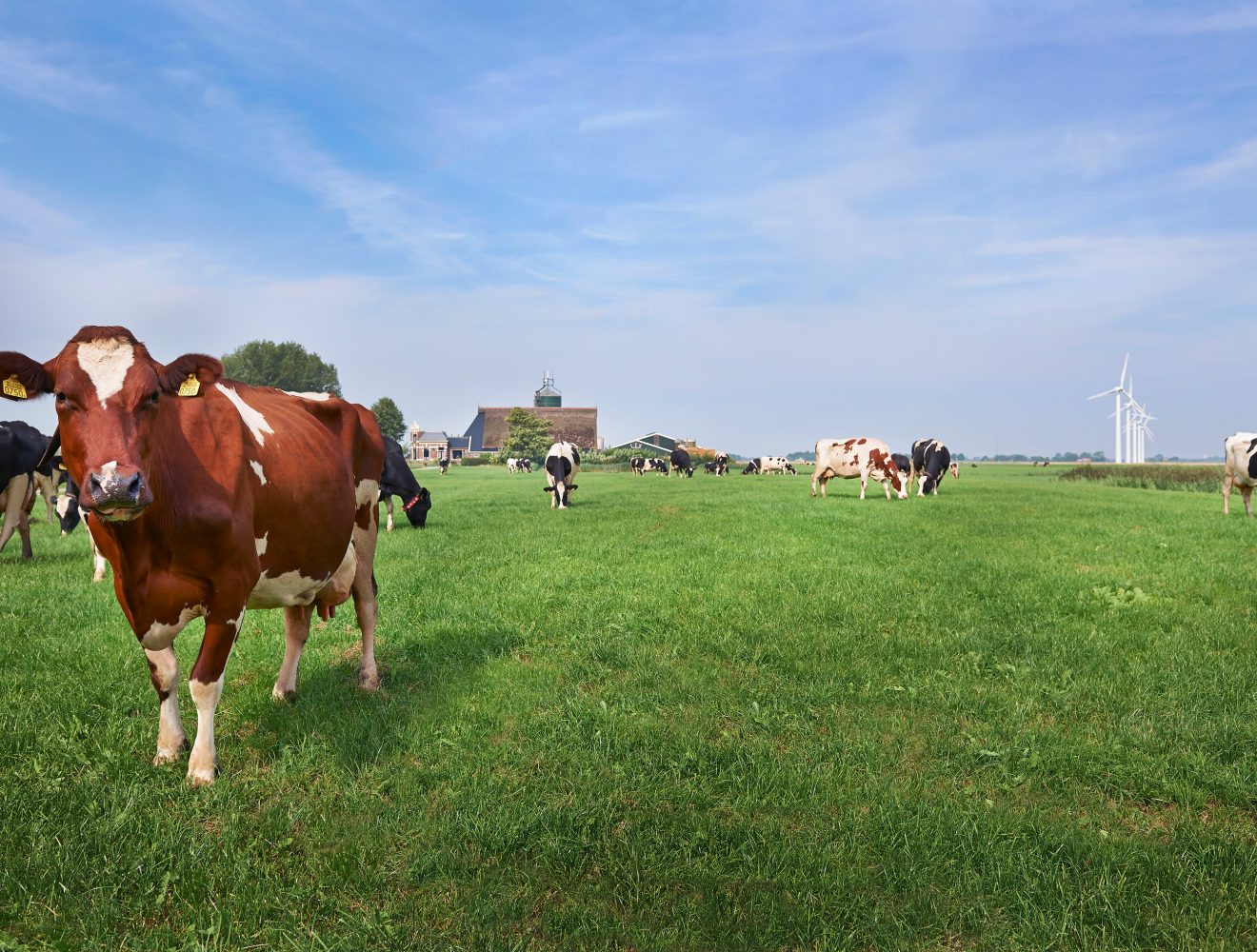 Integral Organic Milk Price FrieslandCampina January 2025