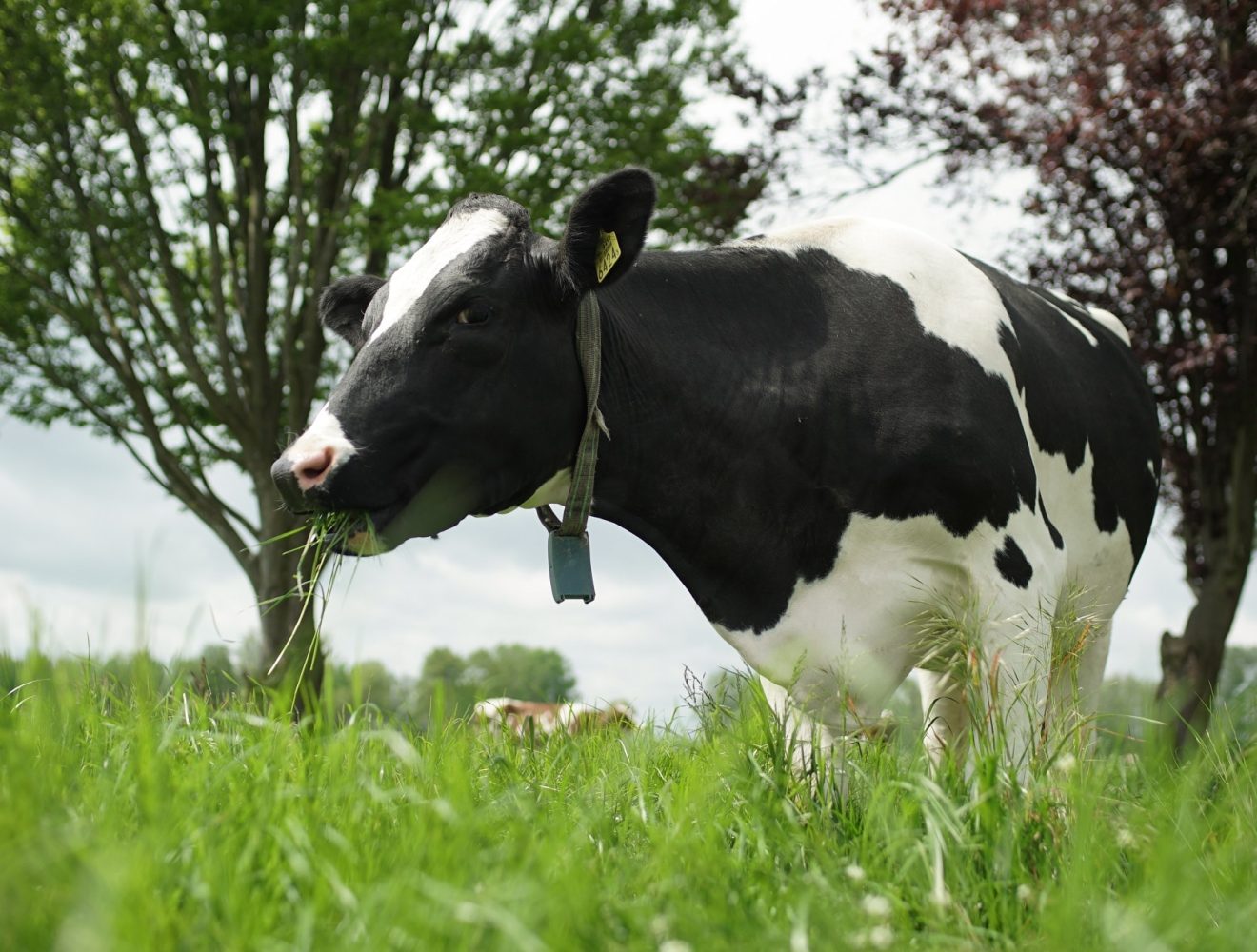 Integral Organic Milk Price FrieslandCampina March 2026