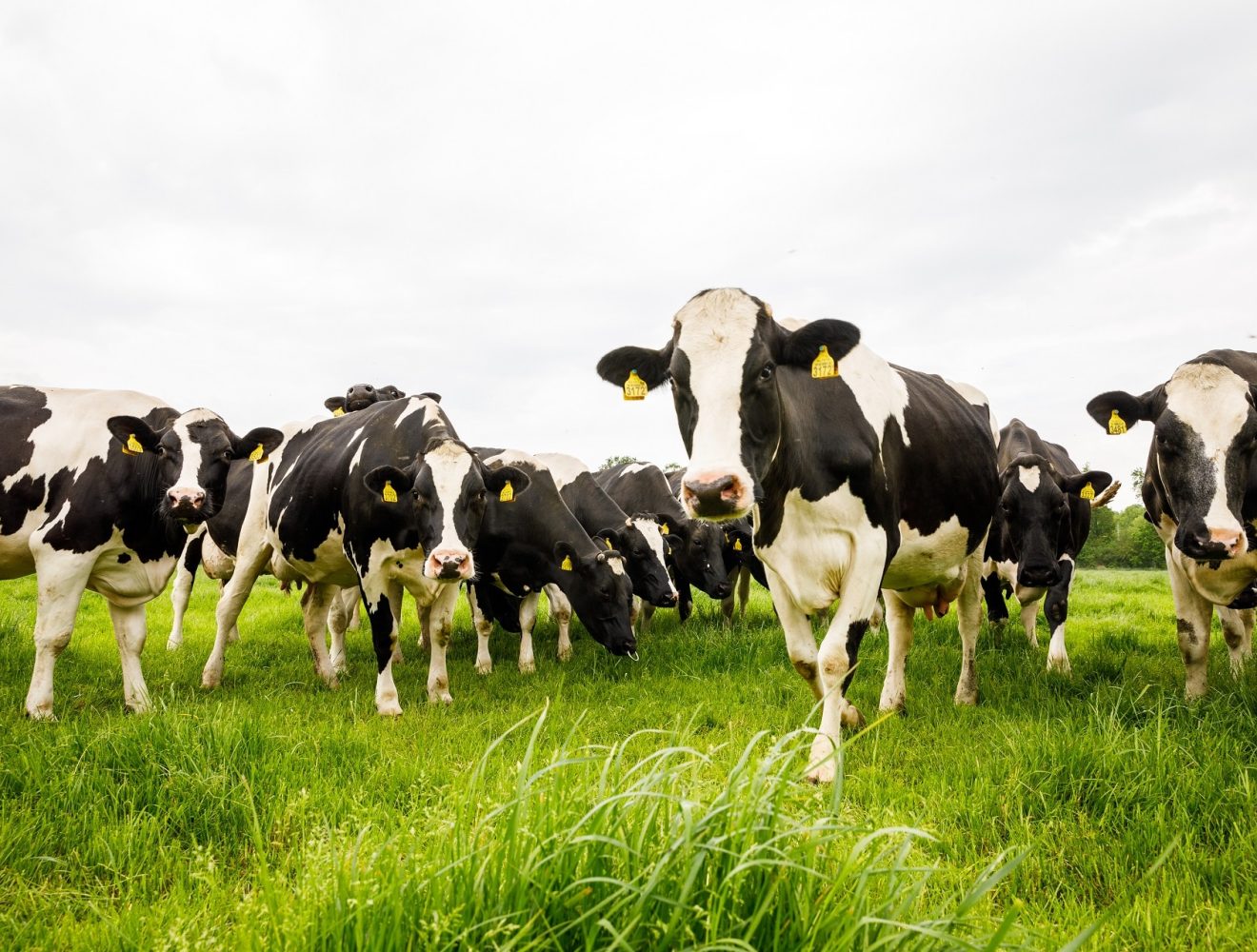 FrieslandCampina guaranteed price organic farm milk May 2024