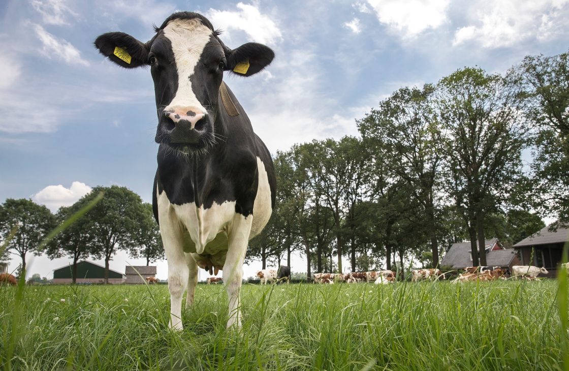 Redirecting to https://www.frieslandcampina.com/countries/vietnam/