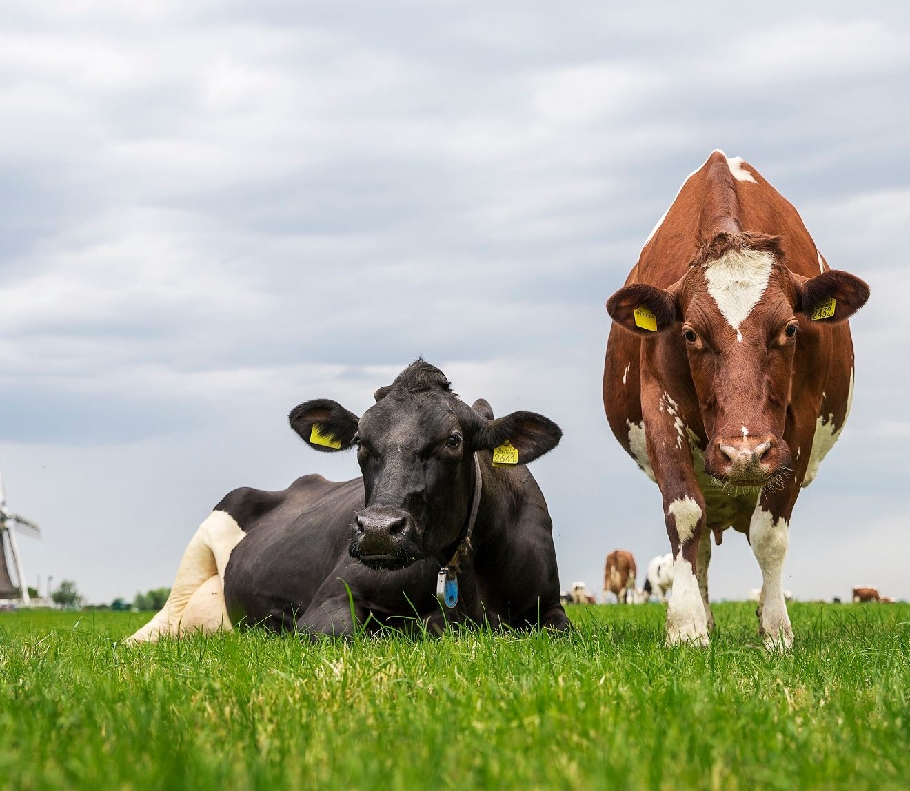 Milk is the core of our business and the foundation of everything we do