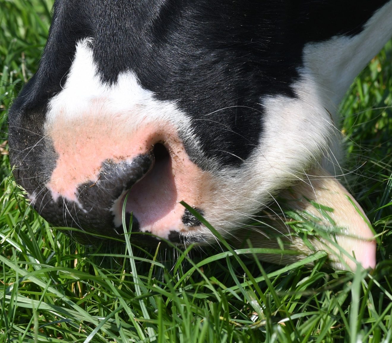 Milk is the core of our business and the foundation of everything we do