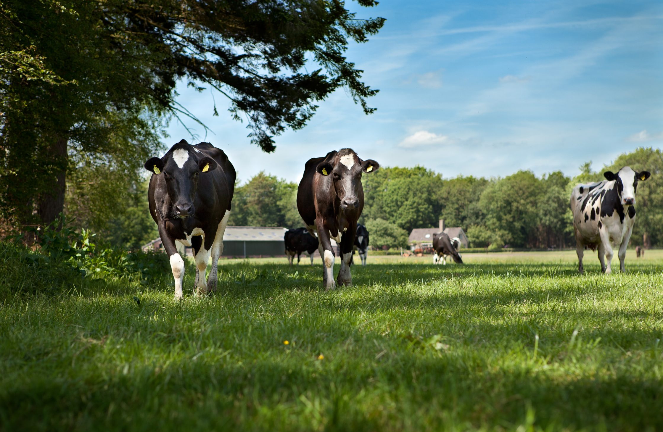 About the welfare of our cows