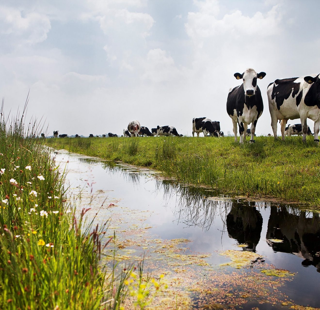 people picture the Netherlands with flat landscapes and grazing cows