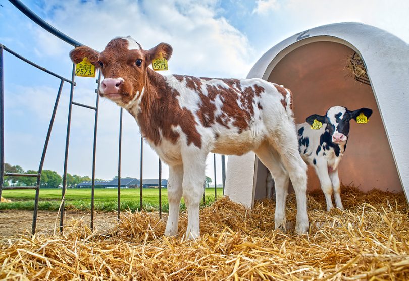 Animal welfare and animal health - FrieslandCampina Global