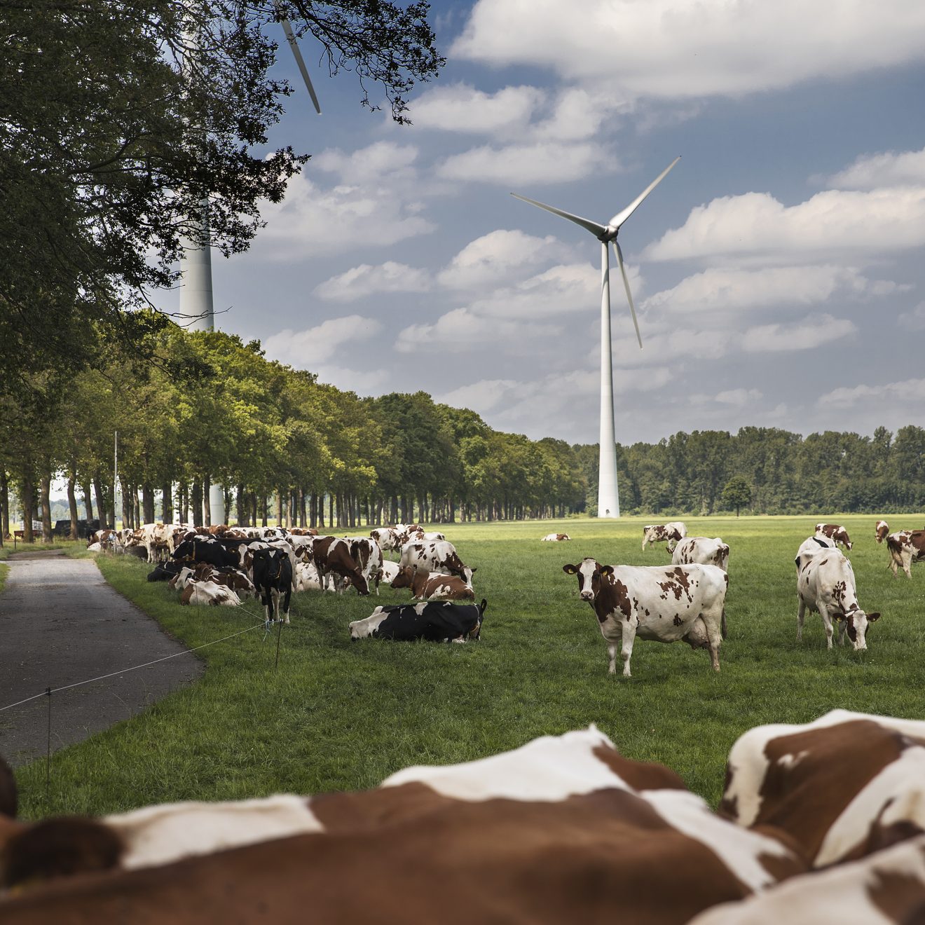 people picture the Netherlands with flat landscapes and grazing cows