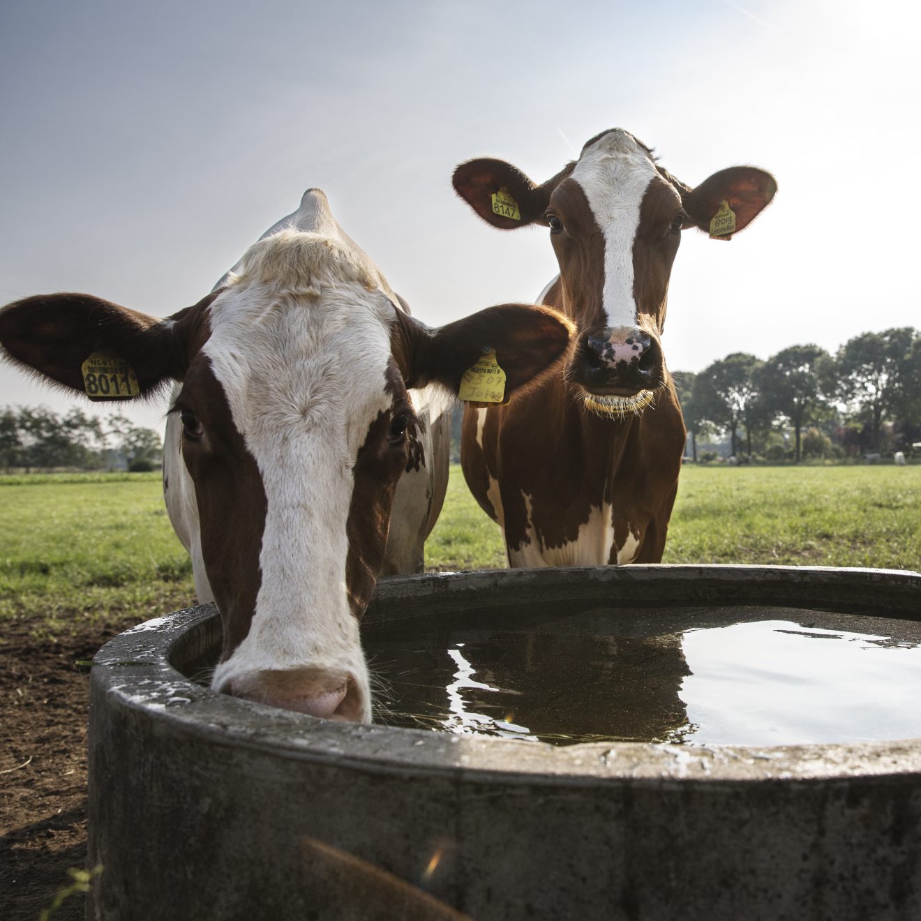 Milk is the core of our business and the foundation of everything we do