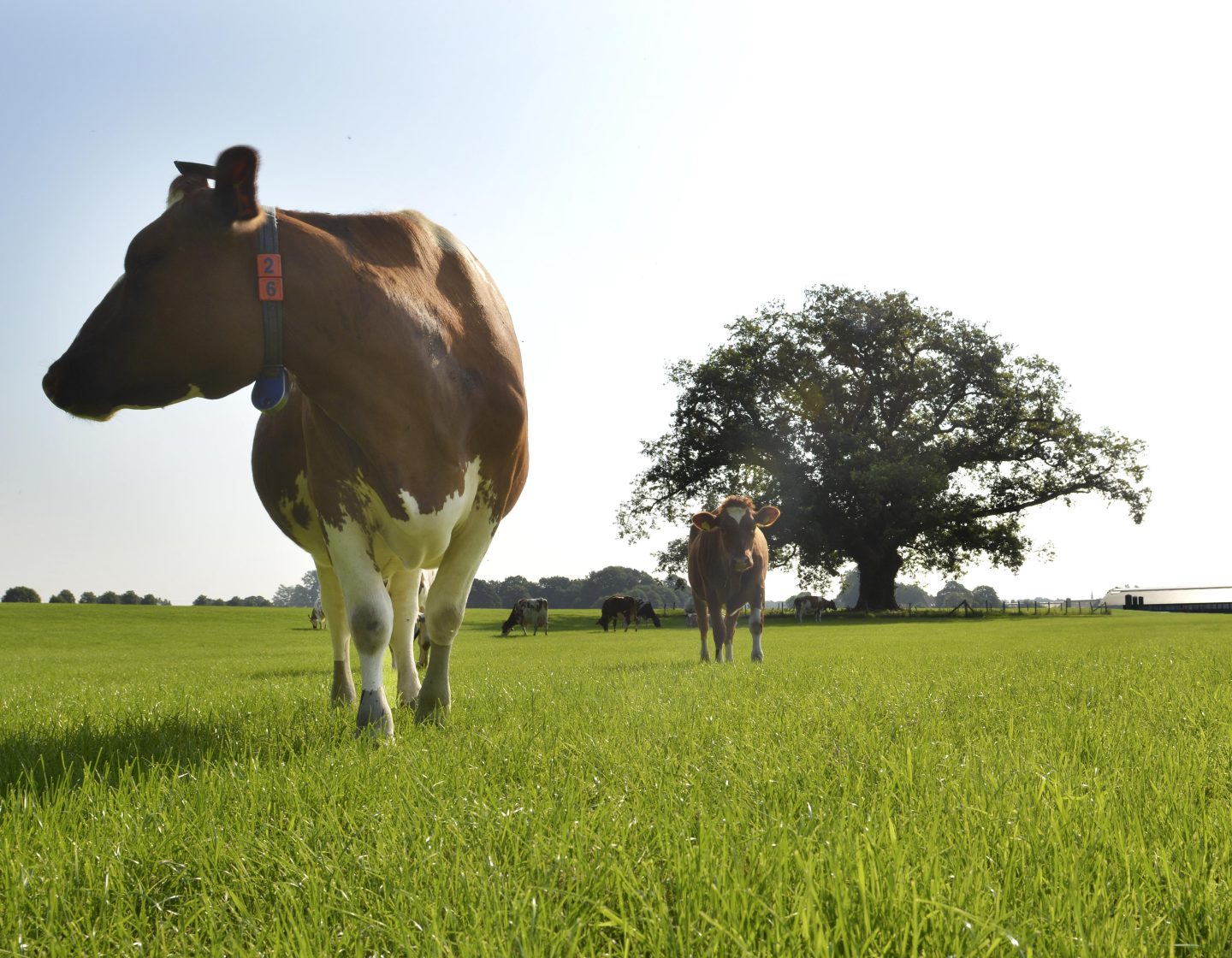 Greenhouse gas reduction at dairy farms for a sustainable milk production