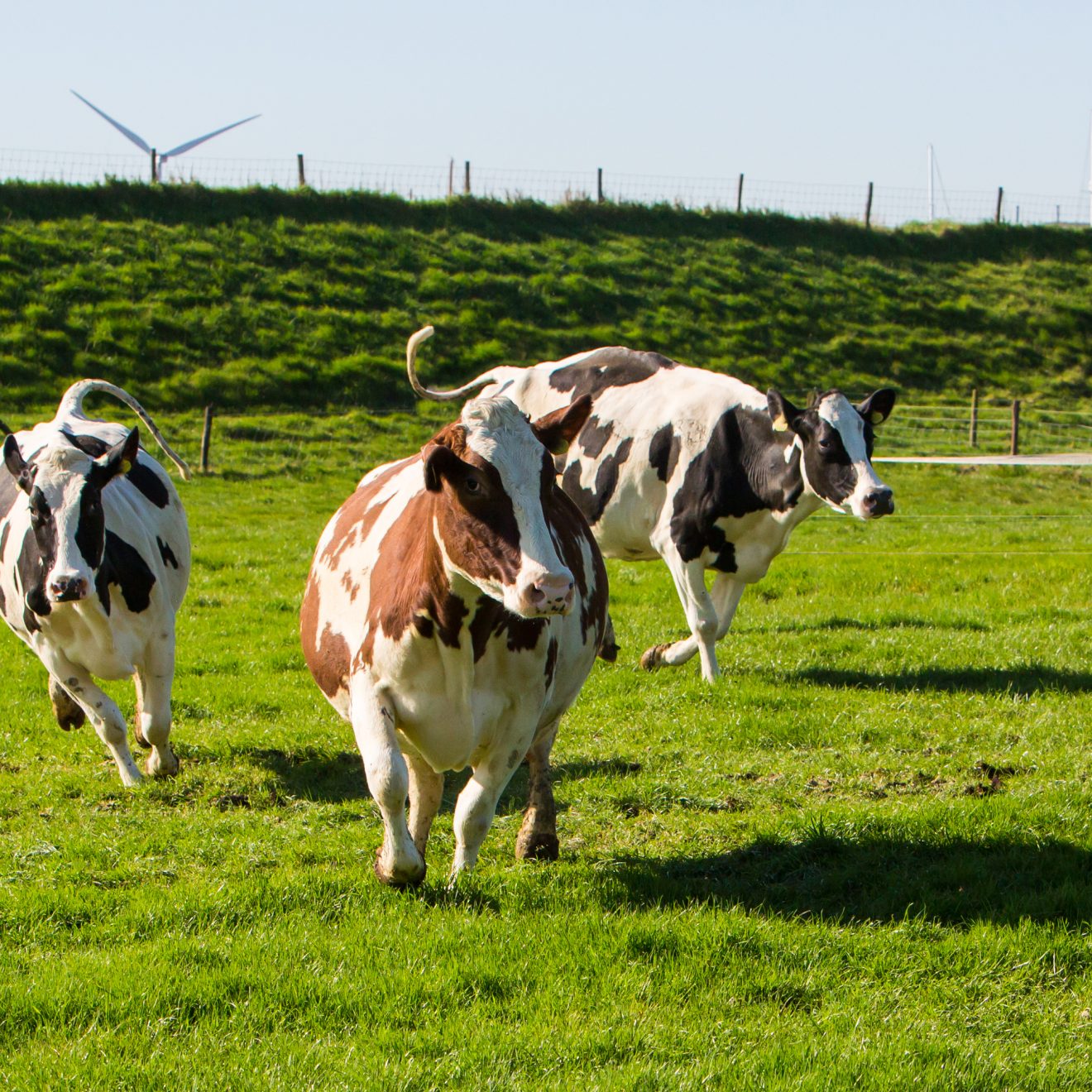 people picture the Netherlands with flat landscapes and grazing cows