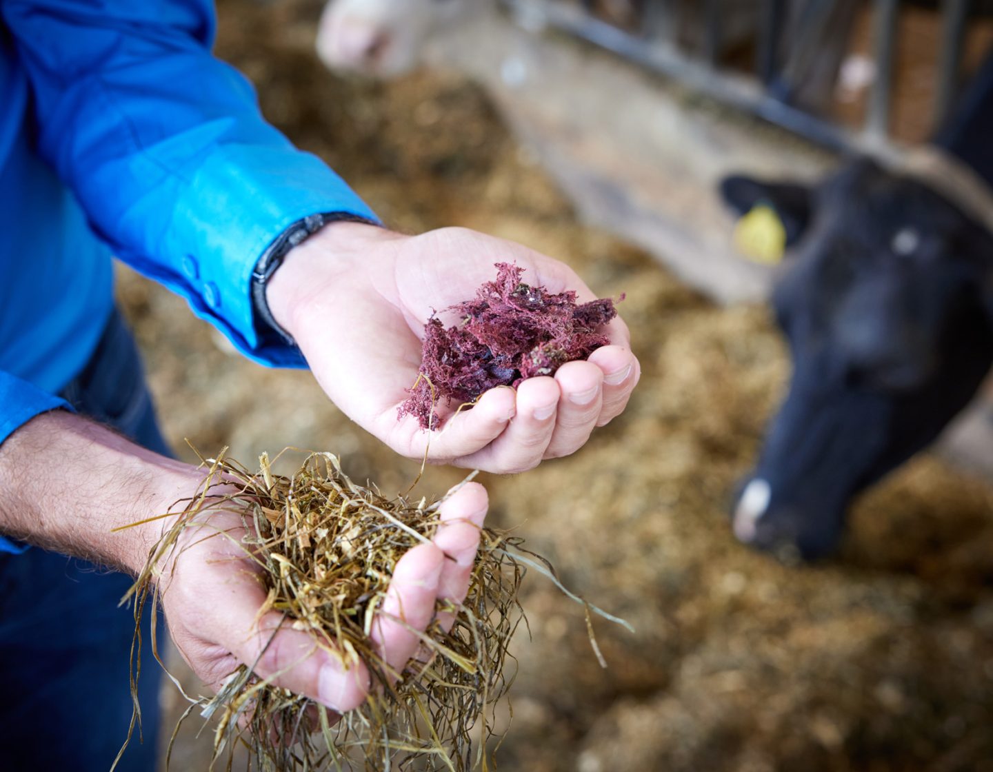 Minimising the climate impact of dairy production throughout the chain