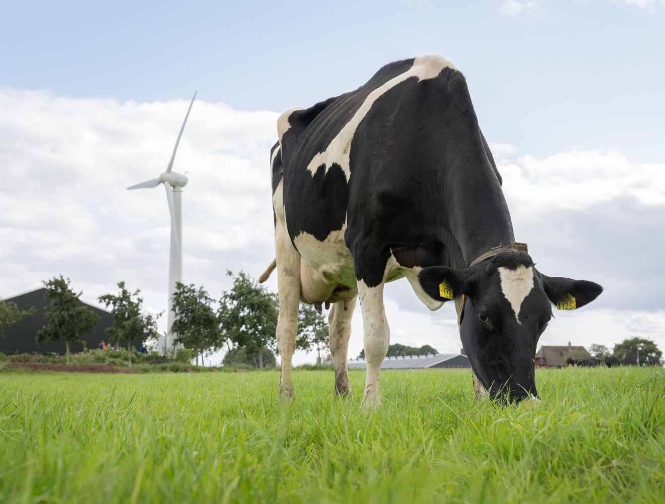FrieslandCampina dairy farmers receive over 245 million euros in ...