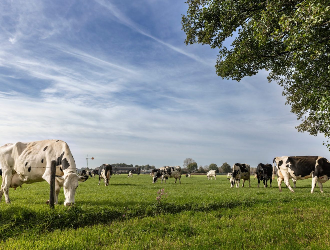 FrieslandCampina takes new step in Climate Plan with carbon ...