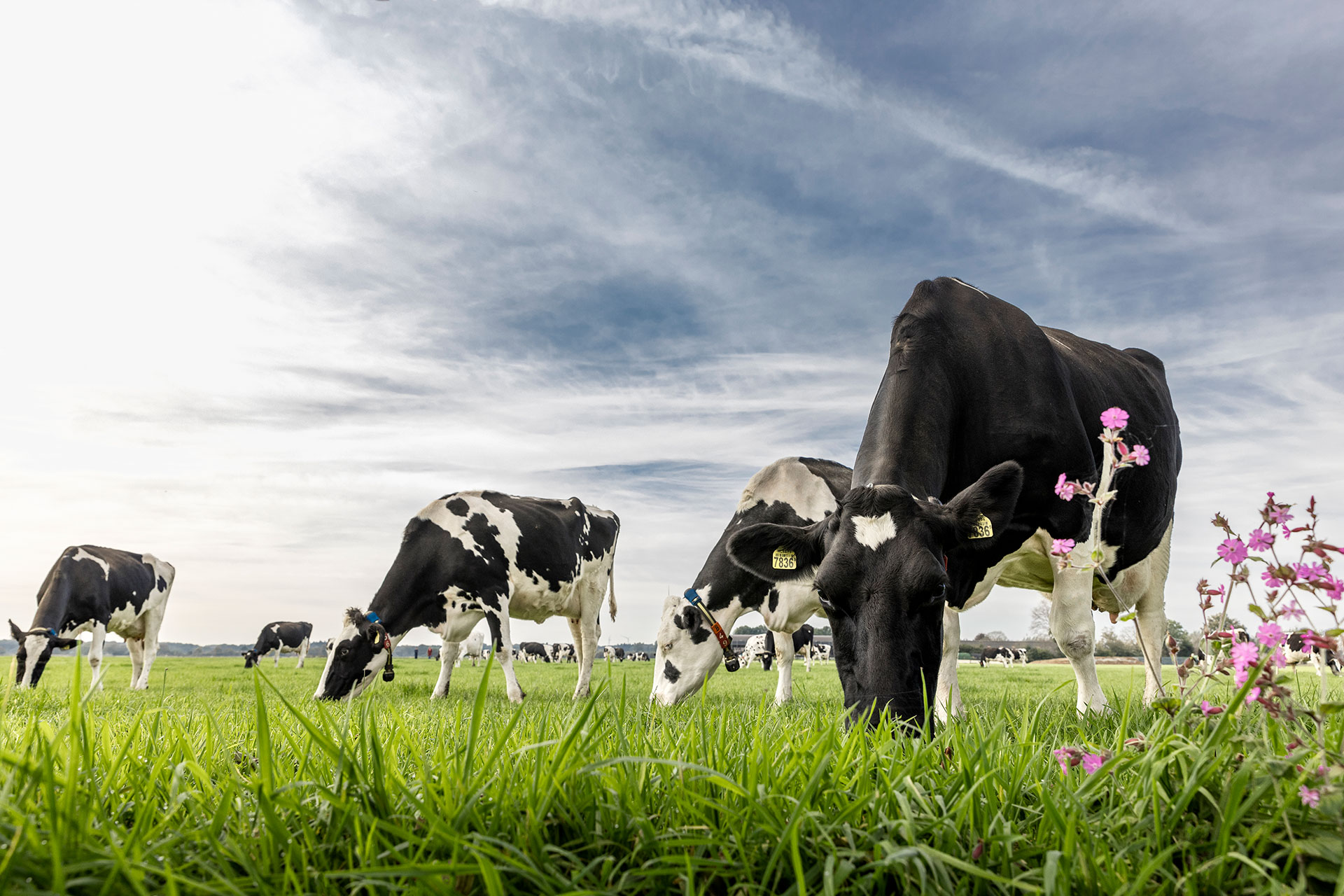 Koeien grazen zo veel mogelijk buiten - FrieslandCampina