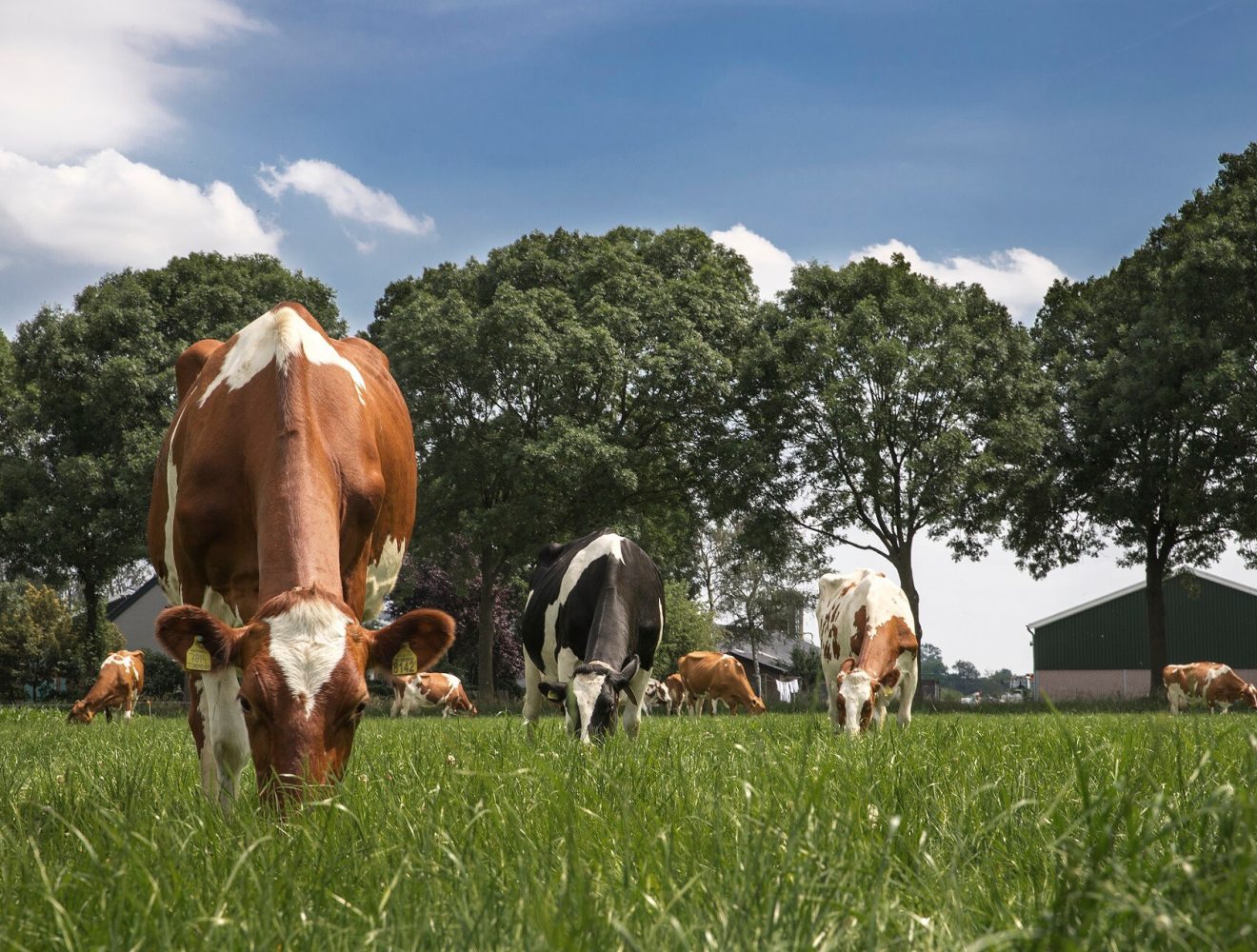 Integrale Melkprijs FrieslandCampina september 2025