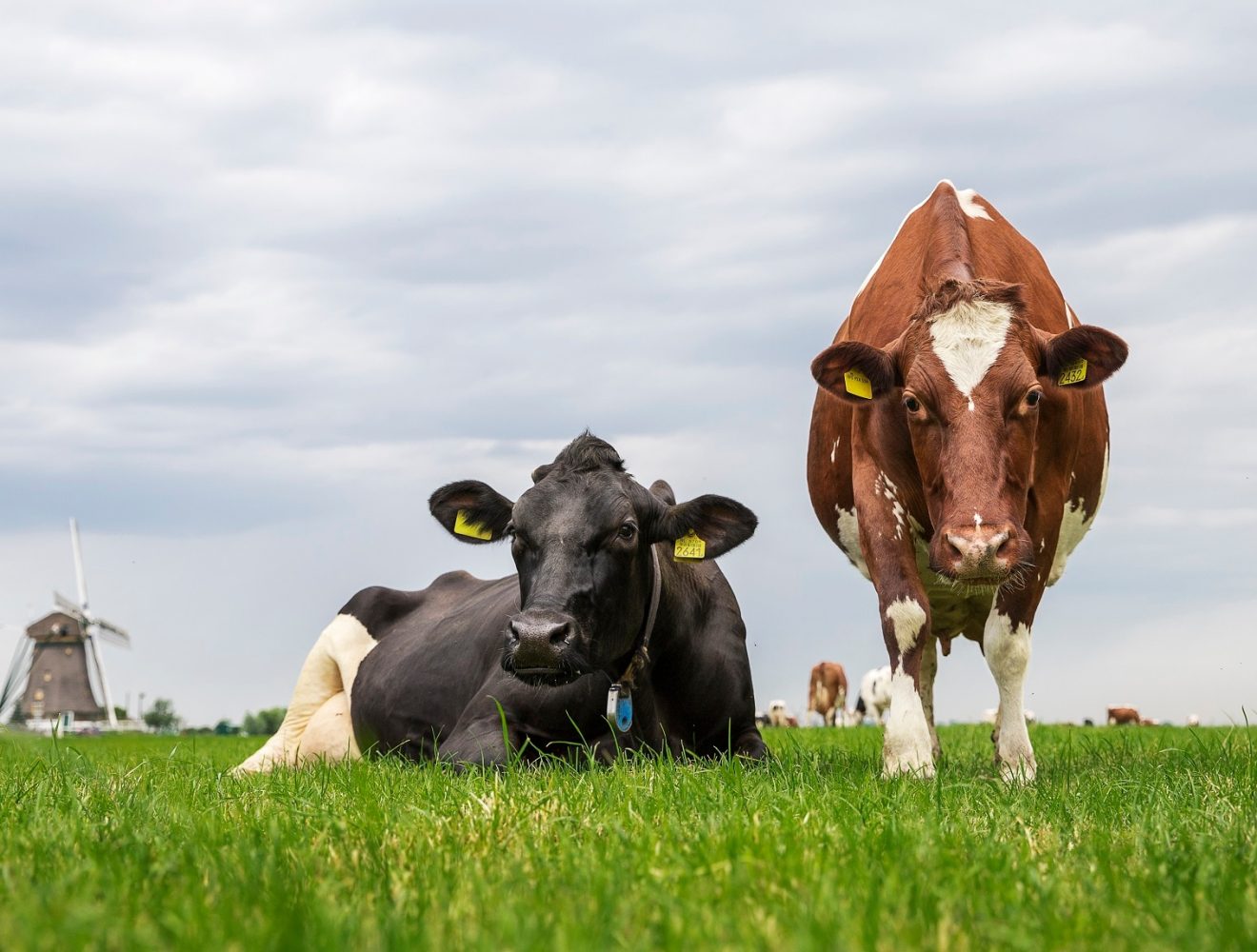 Integrale Melkprijs FrieslandCampina februari 2025