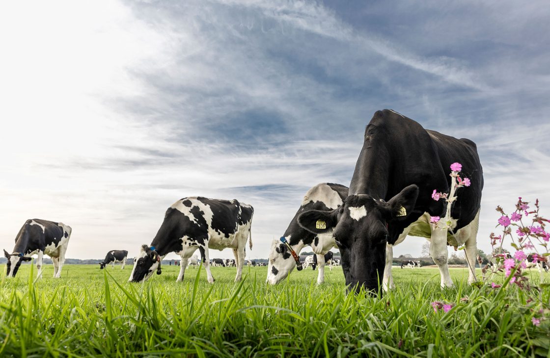 Grazende koeien in de wei als onderdeel van het Nederlandse landschap