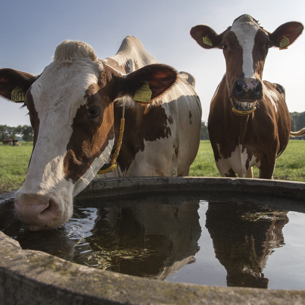 Grazende koeien in de wei als onderdeel van het Nederlandse landschap